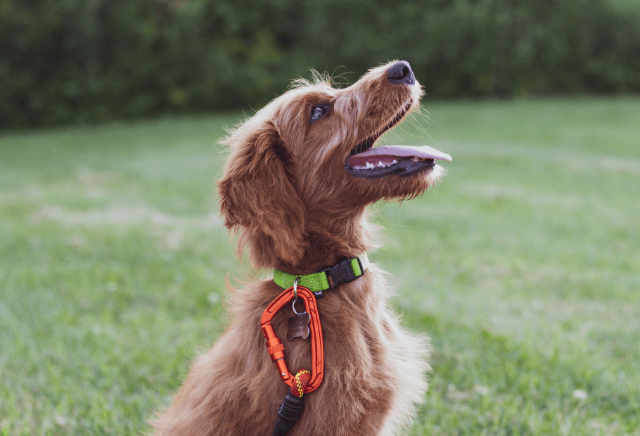 Pet Behavior Help Near Me 05403 Green Mountain Animal Hospital